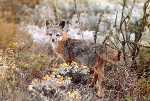 ‘Dwarf’ foxes, saved from extinction, make an incredible recovery ...