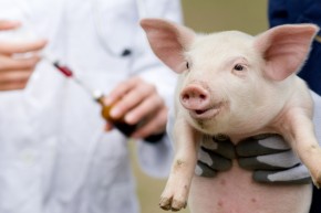 FDA pulls popular cancer-causing drug used on pigs – Orta Blu